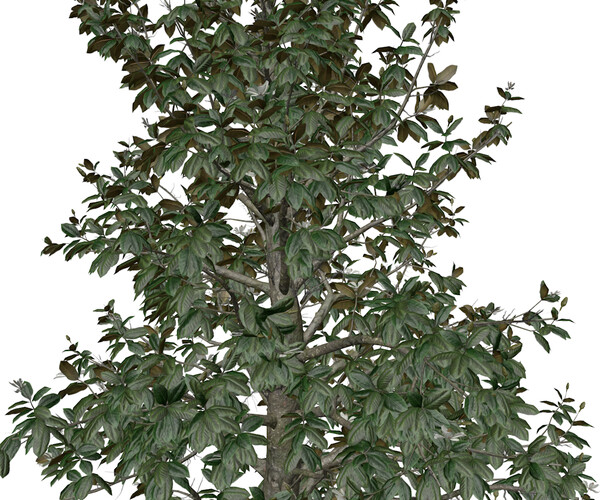 ArtStation - Southern Magnolia Tree #09 - High Poly Tree (3D Model ...