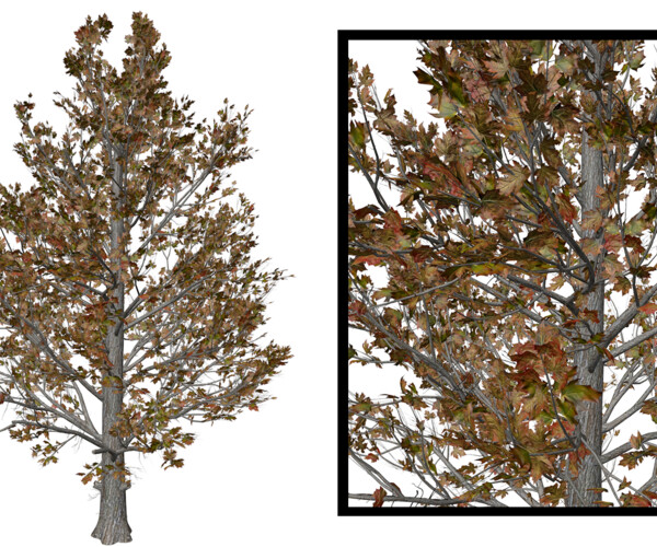 ArtStation - Sugar Maple Tree (in the Fall) #01 - High Poly Tree (3D ...