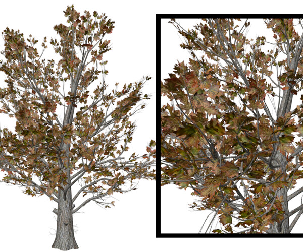 ArtStation - Sugar Maple Tree (in the Fall) #05 - High Poly Tree (3D ...
