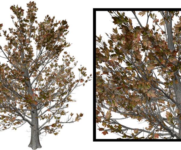 ArtStation - Sugar Maple Tree (in the Fall) #07 - High Poly Tree (3D ...