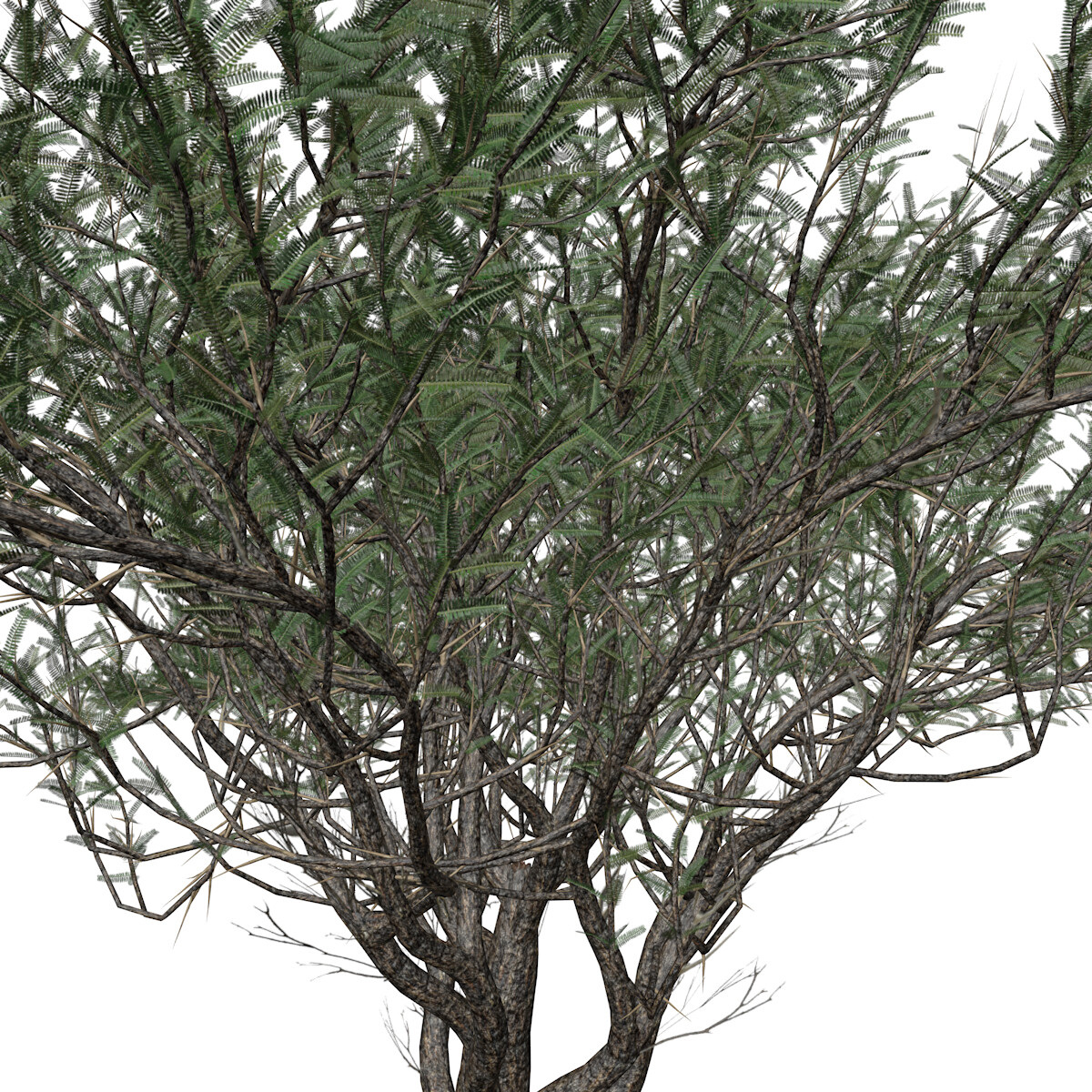 ArtStation - Umbrella Thorn Tree #01 - High Poly Tree (3D Model) | Game ...