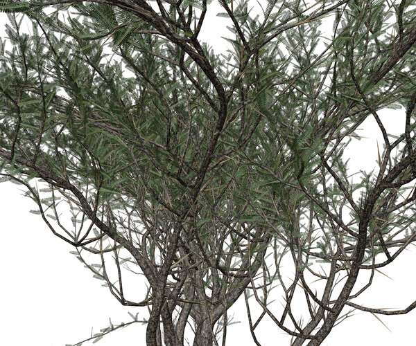 ArtStation - Umbrella Thorn Tree #02 - High Poly Tree (3D Model) | Game ...