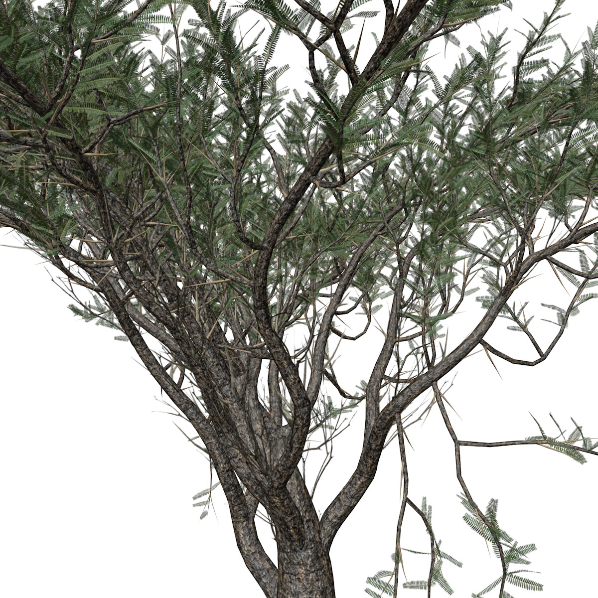 ArtStation - Umbrella Thorn Tree #04 - High Poly Tree (3D Model) | Game ...