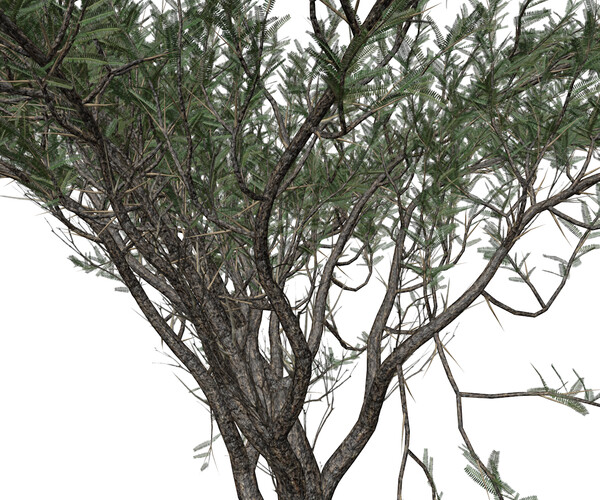 ArtStation - Umbrella Thorn Tree #04 - High Poly Tree (3D Model) | Game ...