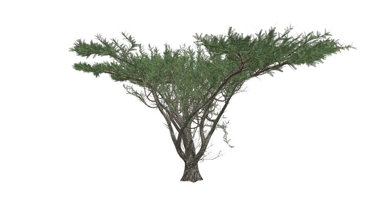 ArtStation - Umbrella Thorn Tree #06 - High Poly Tree (3D Model) | Game ...