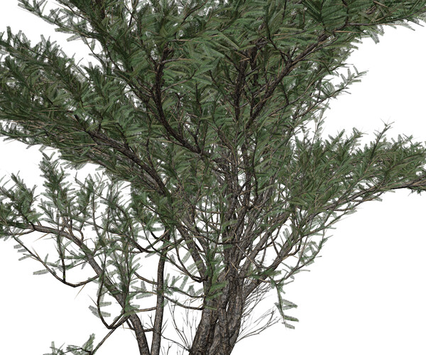 ArtStation - Umbrella Thorn Tree #07 - High Poly Tree (3D Model) | Game ...