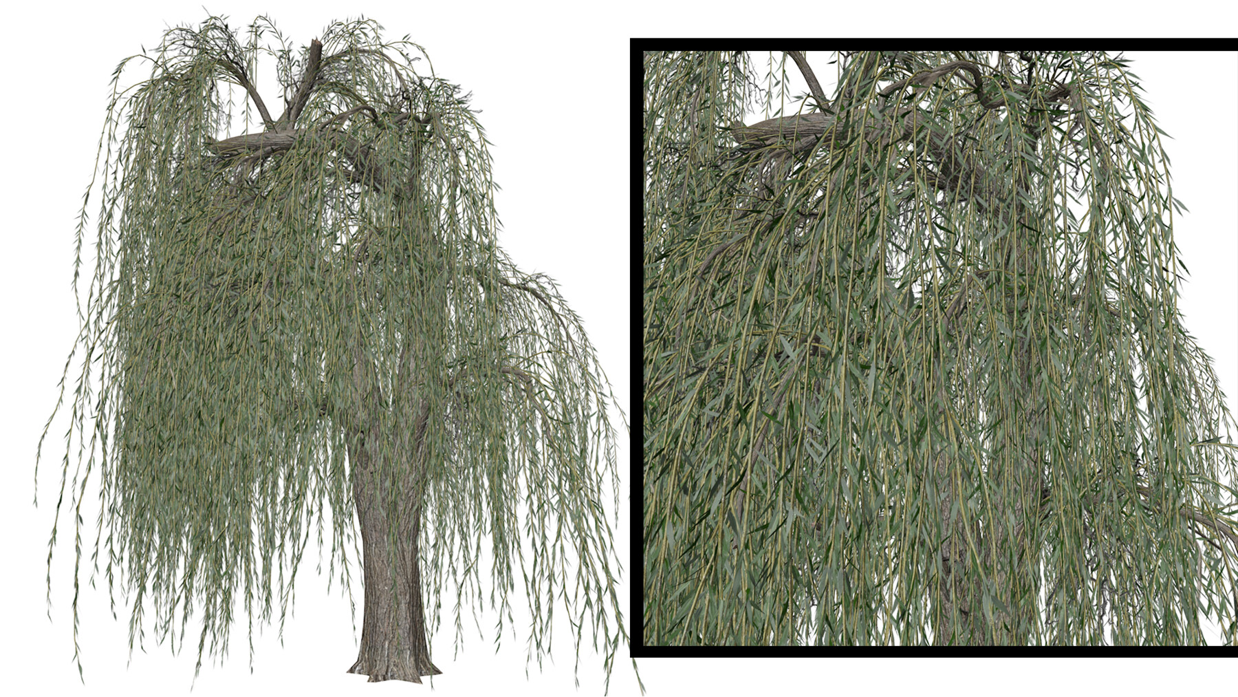 ArtStation - Weeping Willow Tree #01 - High Poly Tree (3D Model) | Game ...