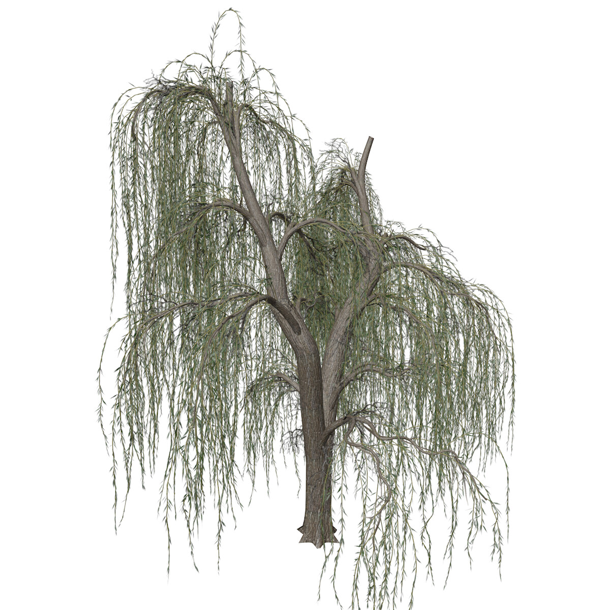 ArtStation - Weeping Willow Tree #04 - High Poly Tree (3D Model) | Game ...