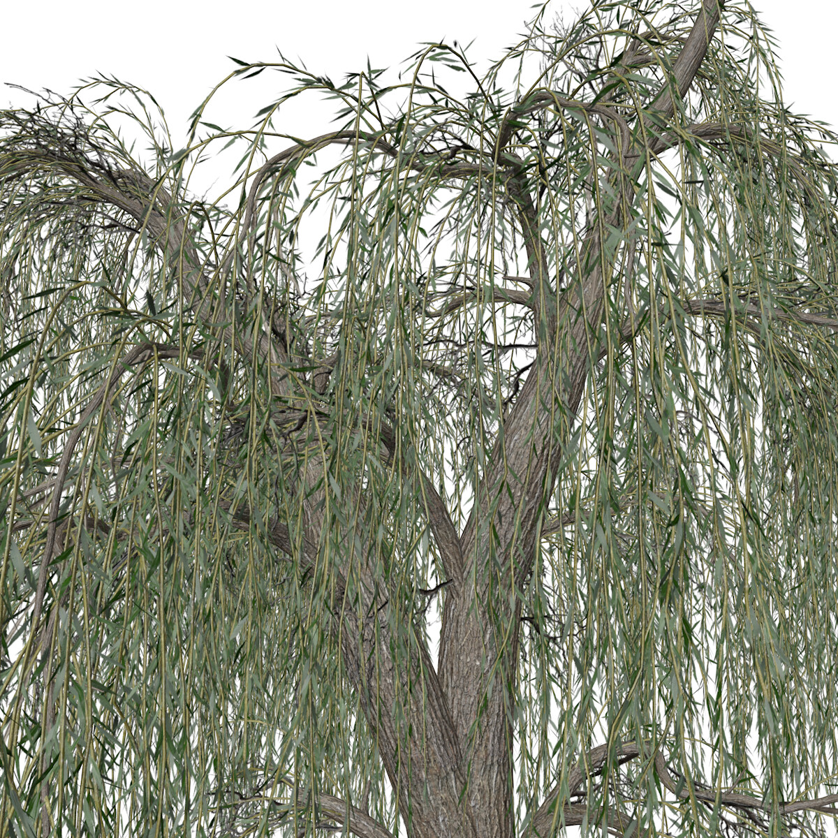 ArtStation - Weeping Willow Tree #08 - High Poly Tree (3D Model) | Game ...