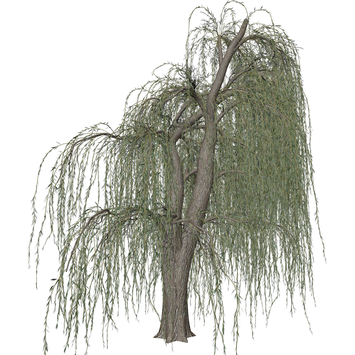 ArtStation - Weeping Willow Tree #09 - High Poly Tree (3D Model) | Game ...