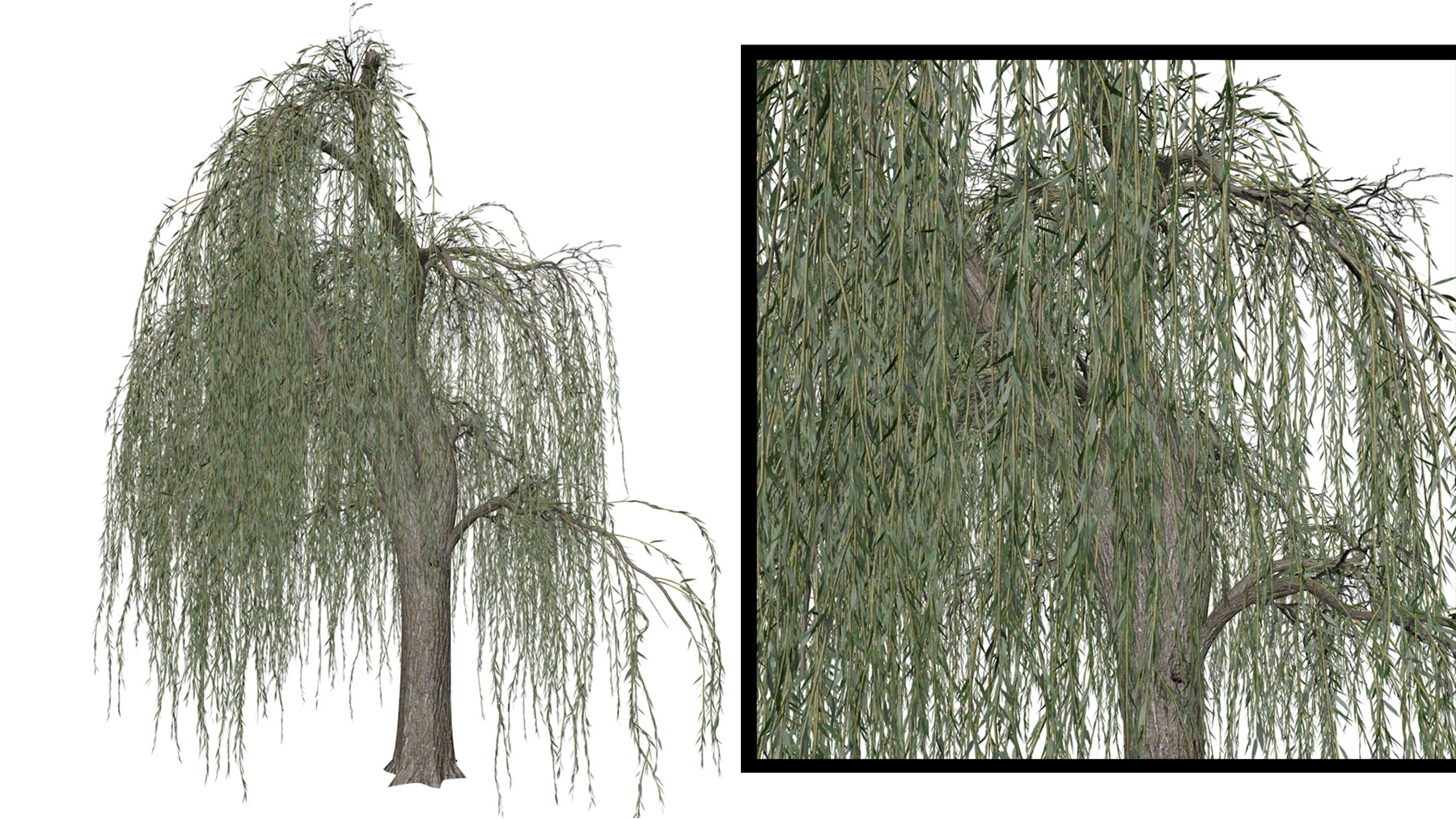 ArtStation - Weeping Willow Tree #10 - High Poly Tree (3D Model) | Game ...