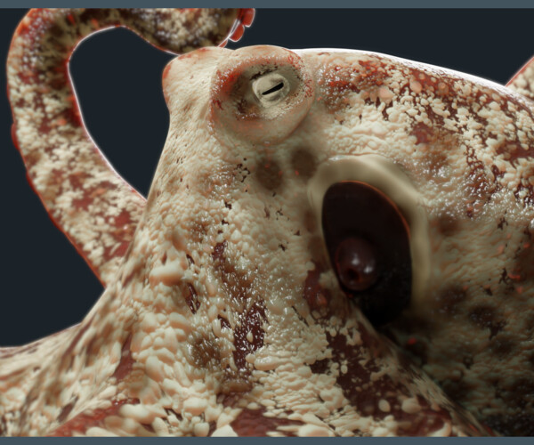ArtStation - Octopus Maker | Game Assets