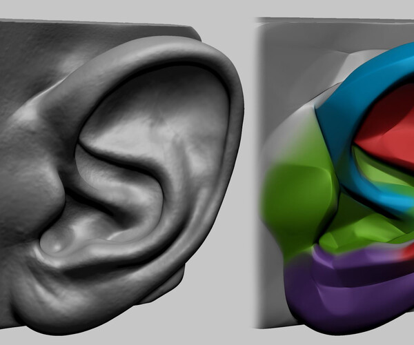 ArtStation - Ear Model B | Resources