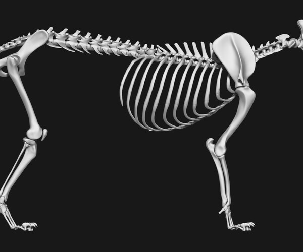 ArtStation - Jaguar skeleton | Resources