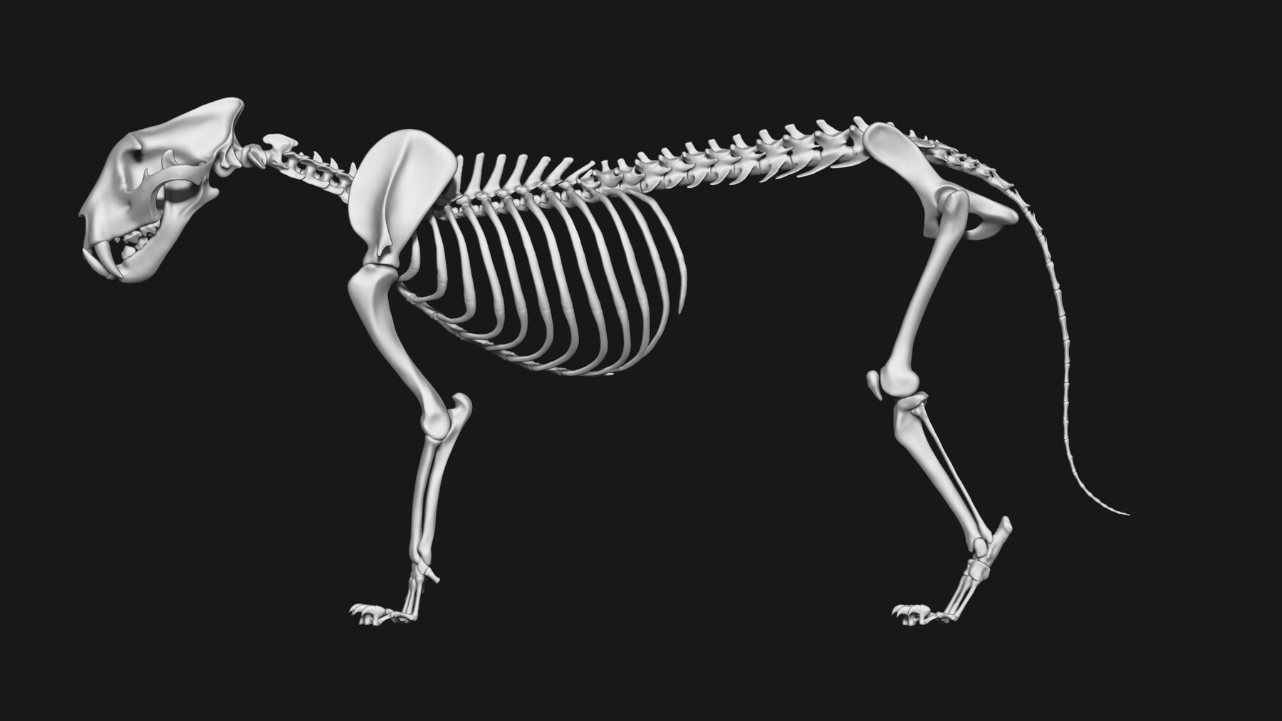 ArtStation - Jaguar skeleton | Resources