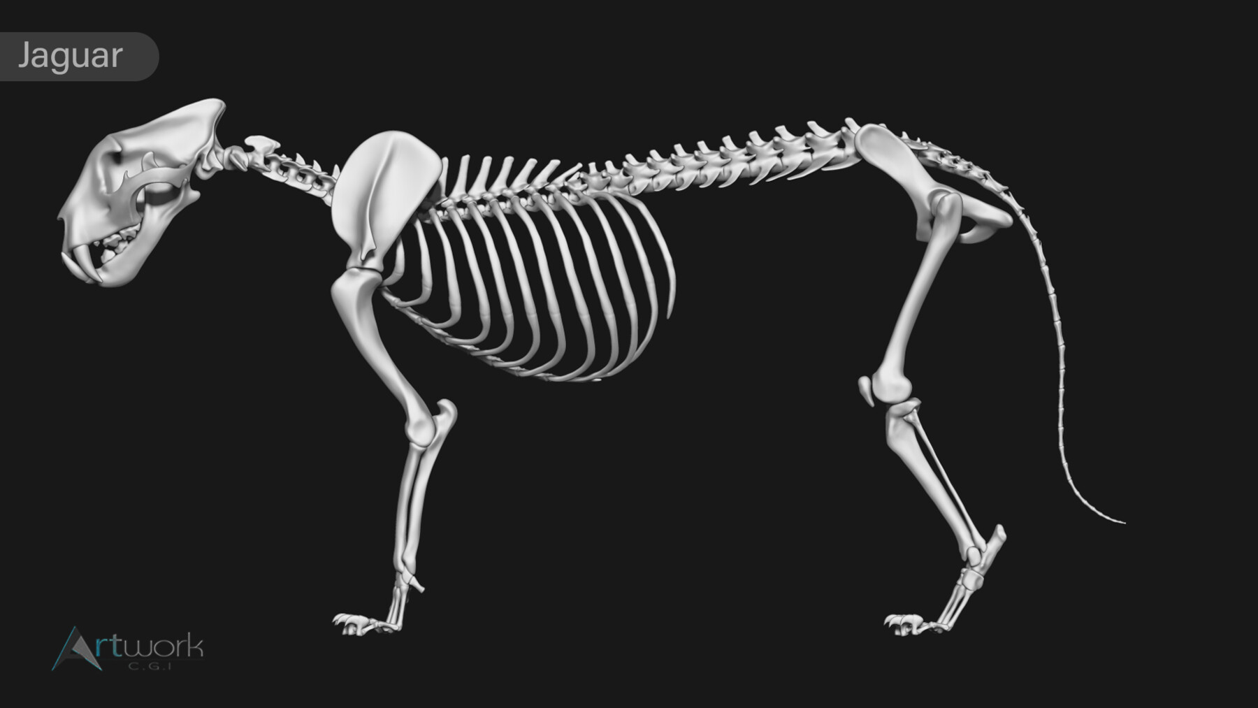 ArtStation - Jaguar skeleton | Resources
