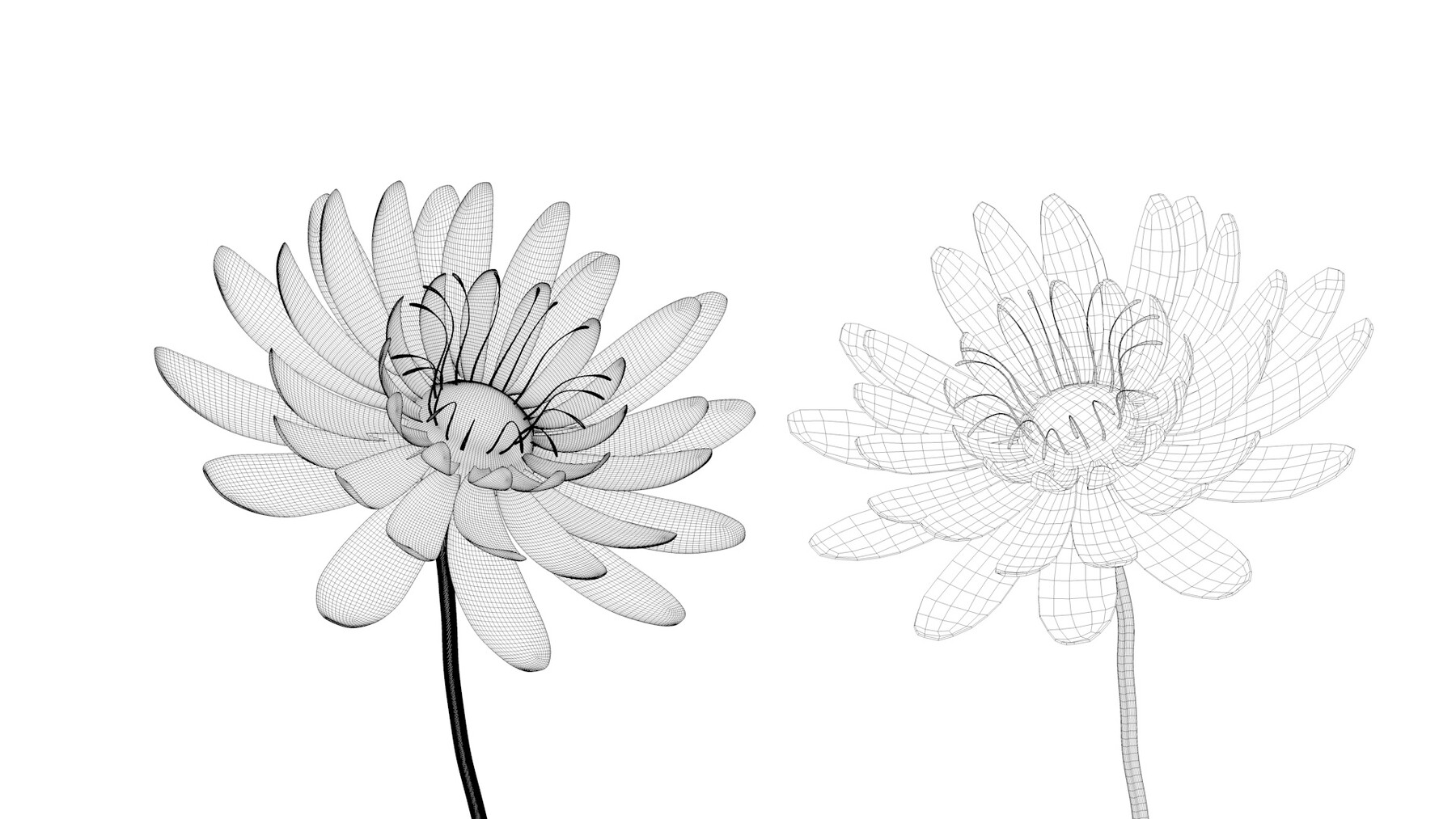 ArtStation - Beautiful Animated White Daisy Flower 3D model | Resources