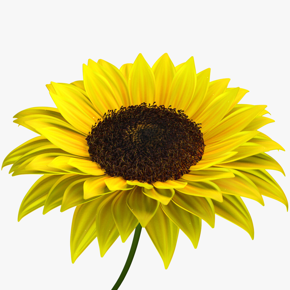 ArtStation - 3d Sunflower Animated | Resources