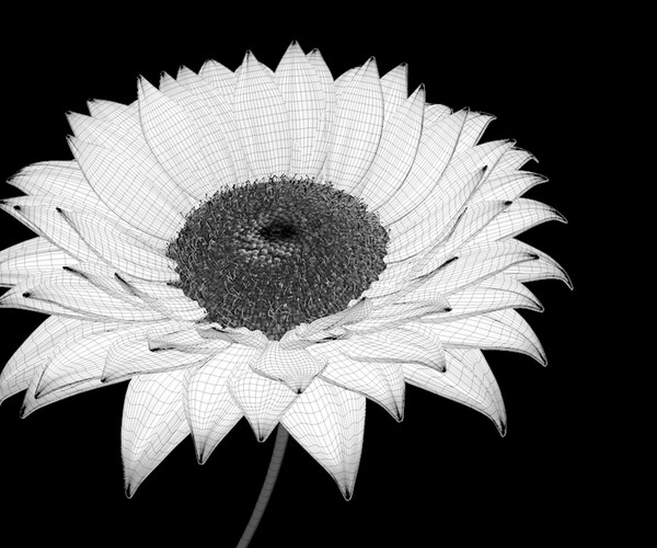 ArtStation - 3d Sunflower Animated | Resources