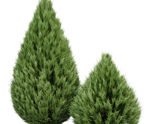 ArtStation - New Plant Juniperus chinensis Spartan Taylor Juniper ...