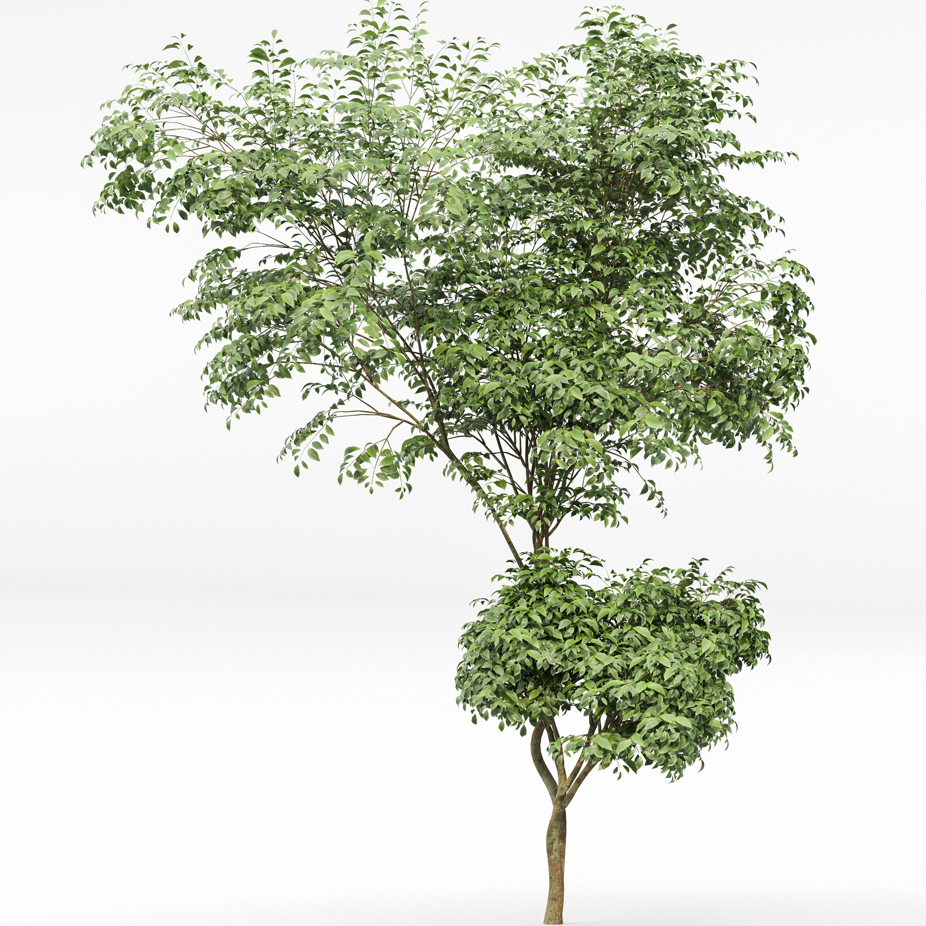 ArtStation - New Plant Beautiful Tree Japanese Cherry Pollard Willow ...