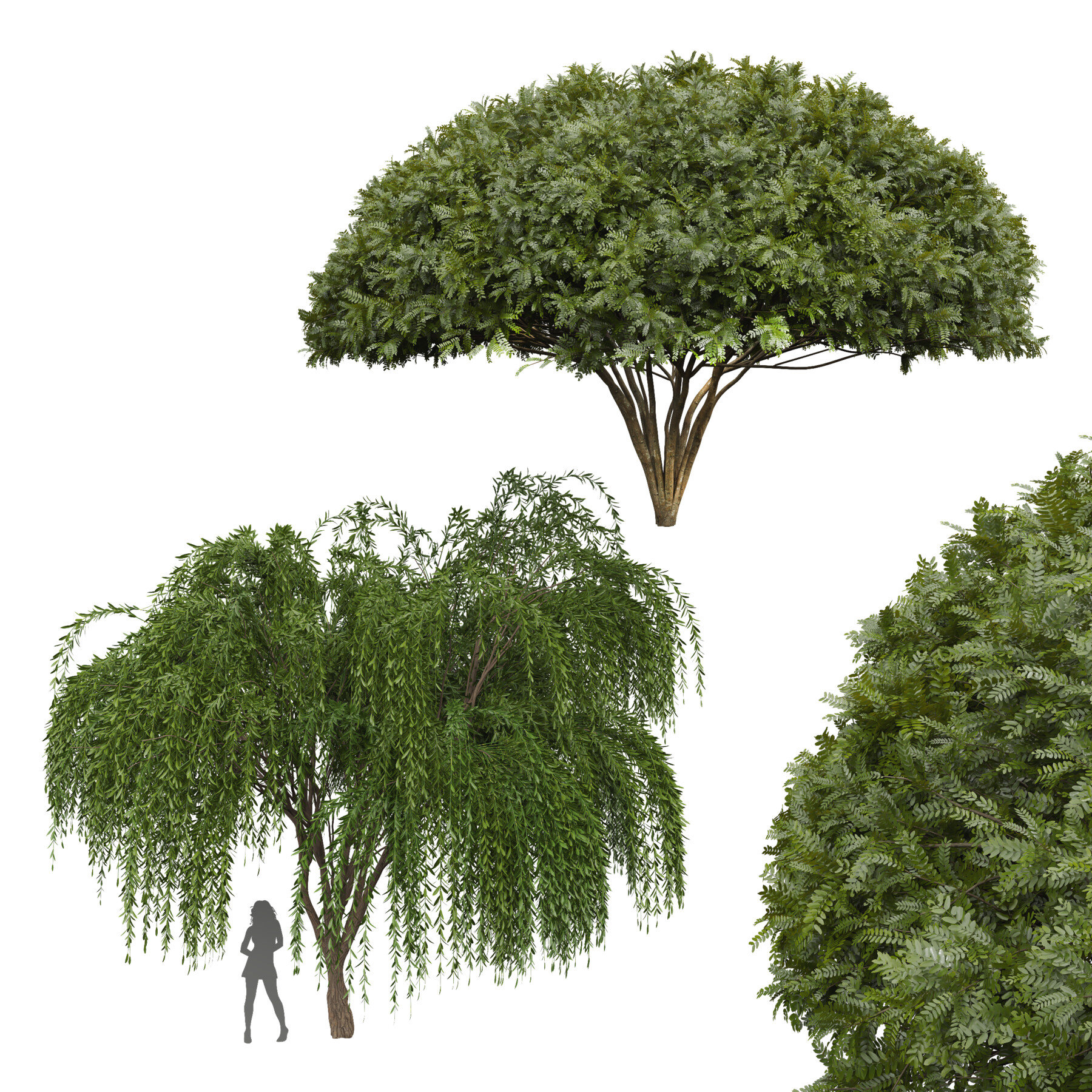 ArtStation - New Plant Palo verde Weeping Willow Tree | Resources