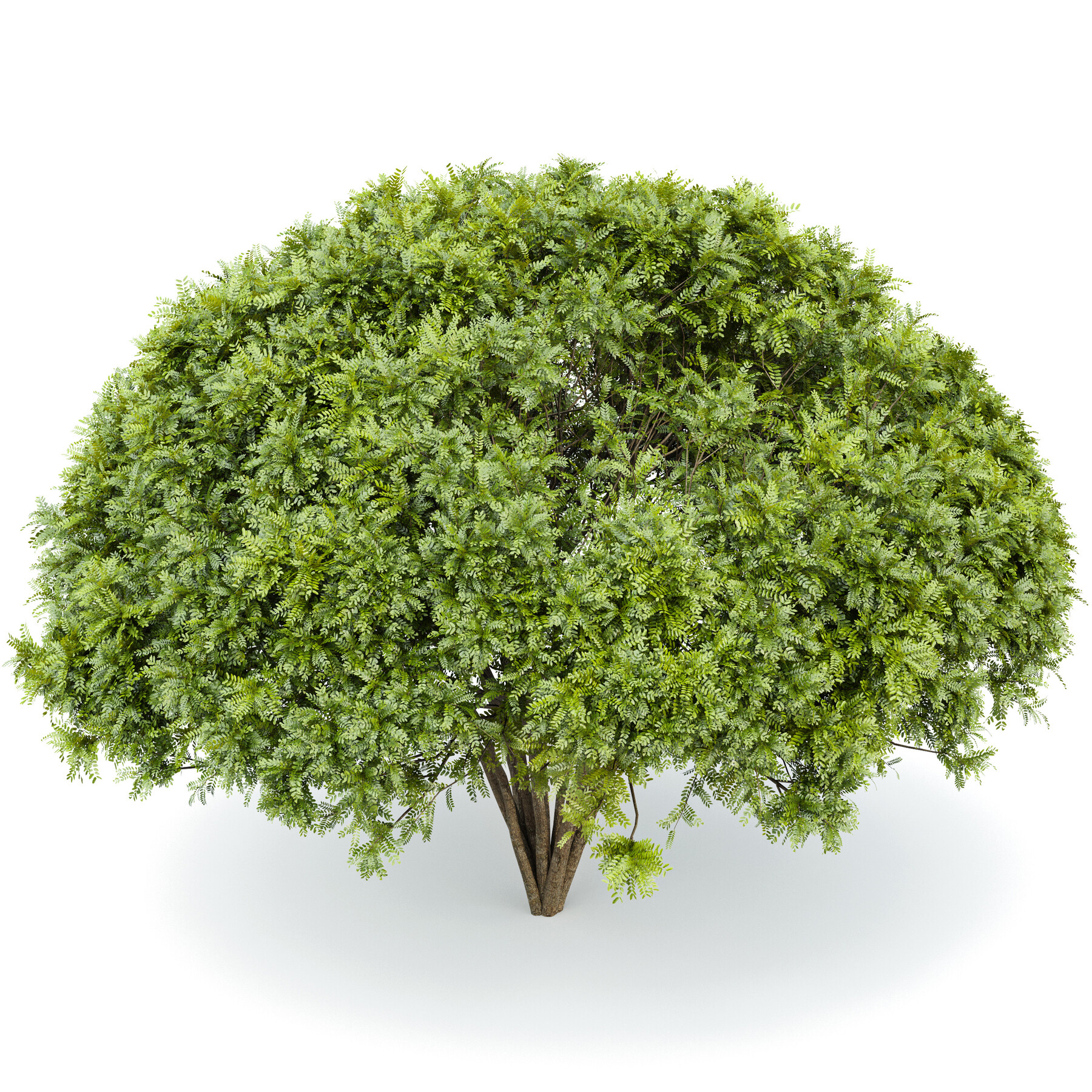 ArtStation - New Plant Palo verde Weeping Willow Tree | Resources