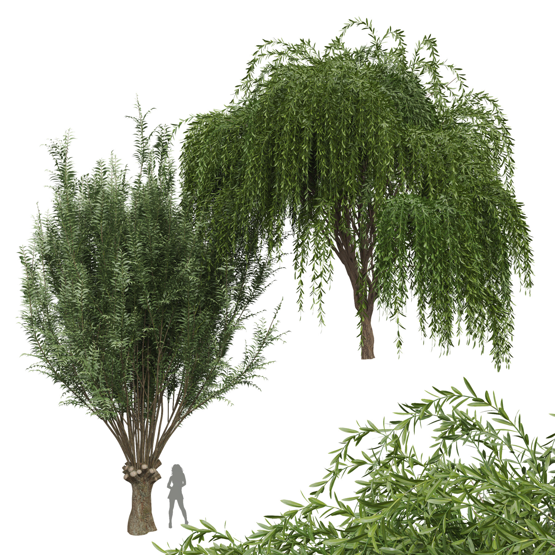 ArtStation - New Plant Weeping Pollard Willow Tree | Resources