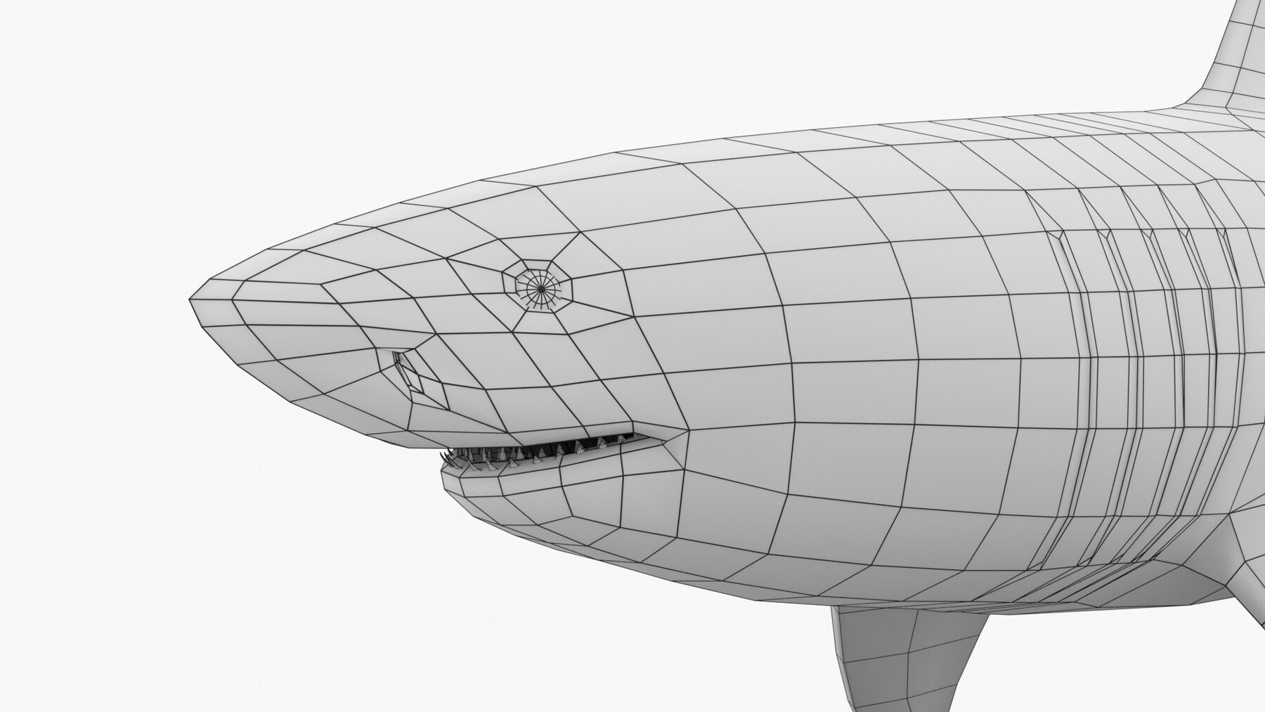 ArtStation - 3D Model: Great White Shark Rigged | Resources