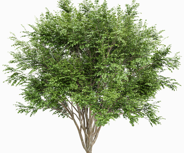 ArtStation - New Plant European Beech Big Joy Perfume Orange Michelia ...