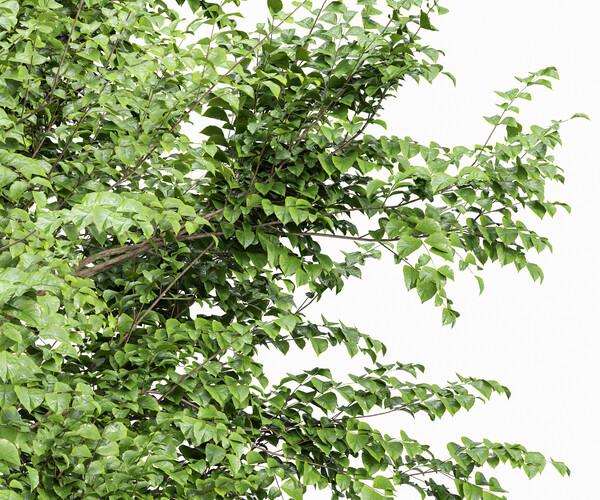 ArtStation - New Plant European Beech Big Joy Perfume Orange Michelia ...