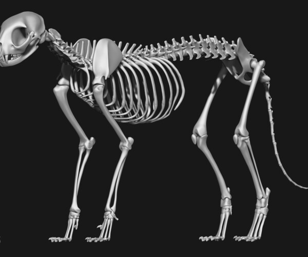 ArtStation - Cat skeleton | Resources