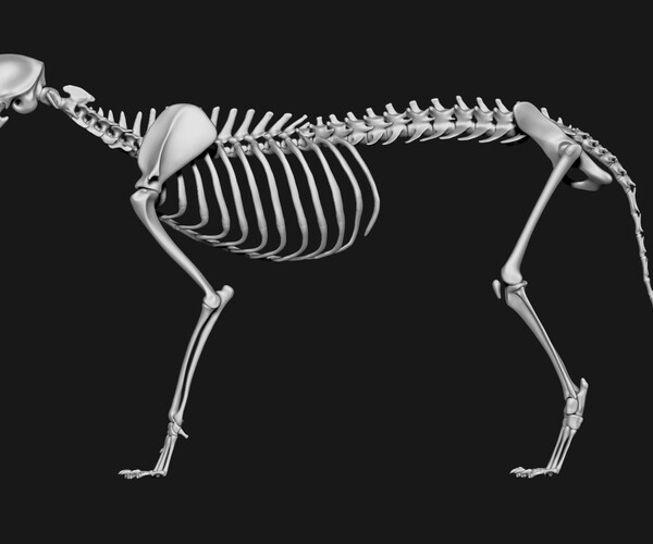 ArtStation - Cat skeleton | Resources