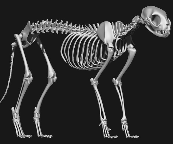 ArtStation - Cat skeleton | Resources