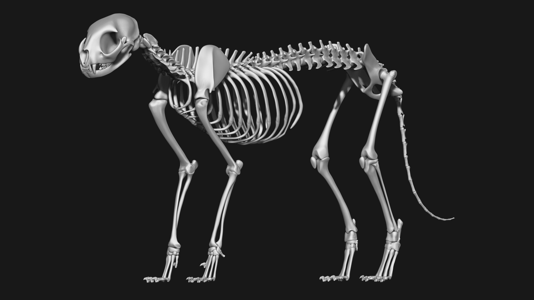 ArtStation - Cat & Dog skeleton | Resources