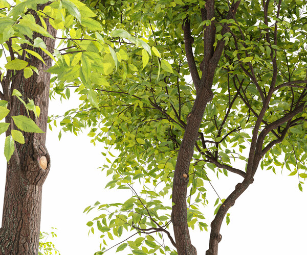 ArtStation - New Plant Real Tree Real Tree Quercus Serrata Ulmus ...