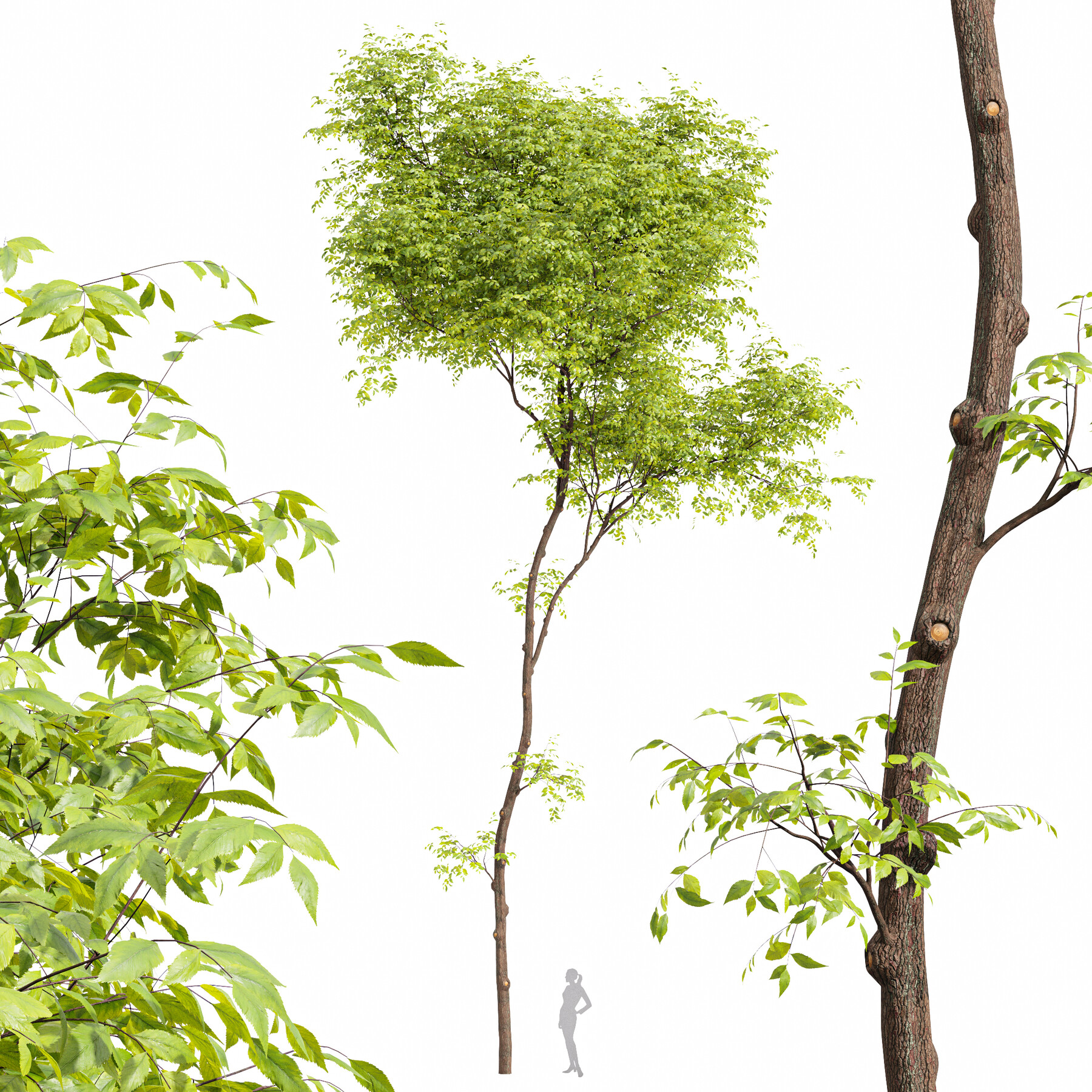 ArtStation - New Plant Real Tree Real Tree Quercus Serrata Ulmus ...