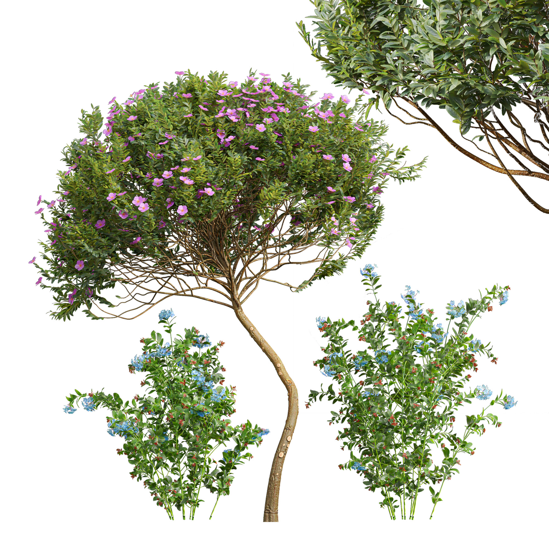 ArtStation - Cistus Albidus Zistrose Flower | Resources