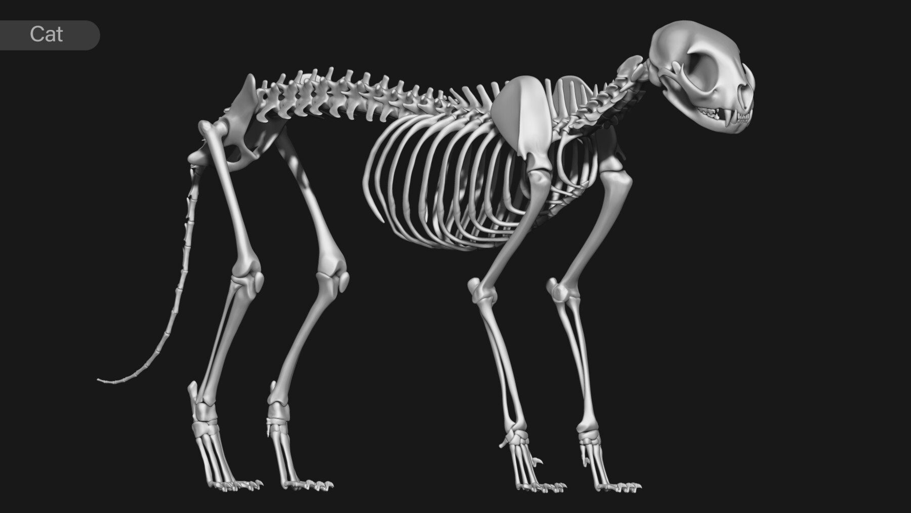 ArtStation - animal skeleton collection | Resources