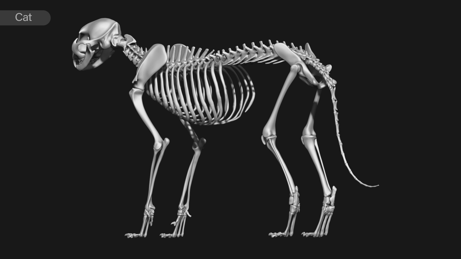 ArtStation - animal skeleton collection | Resources