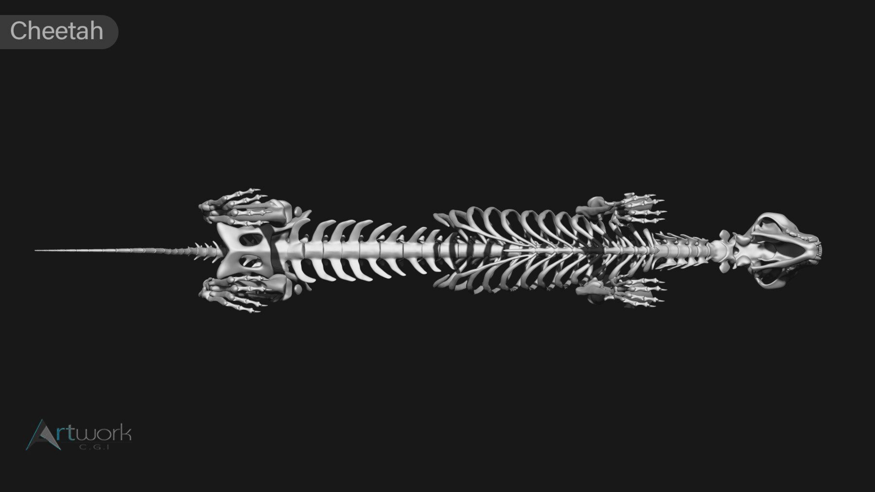ArtStation - animal skeleton collection | Resources