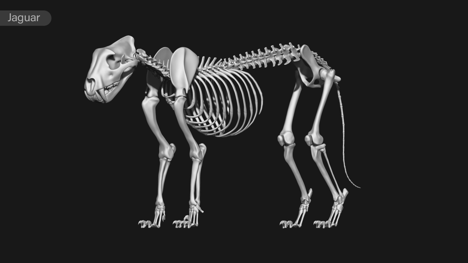 ArtStation - animal skeleton collection | Resources