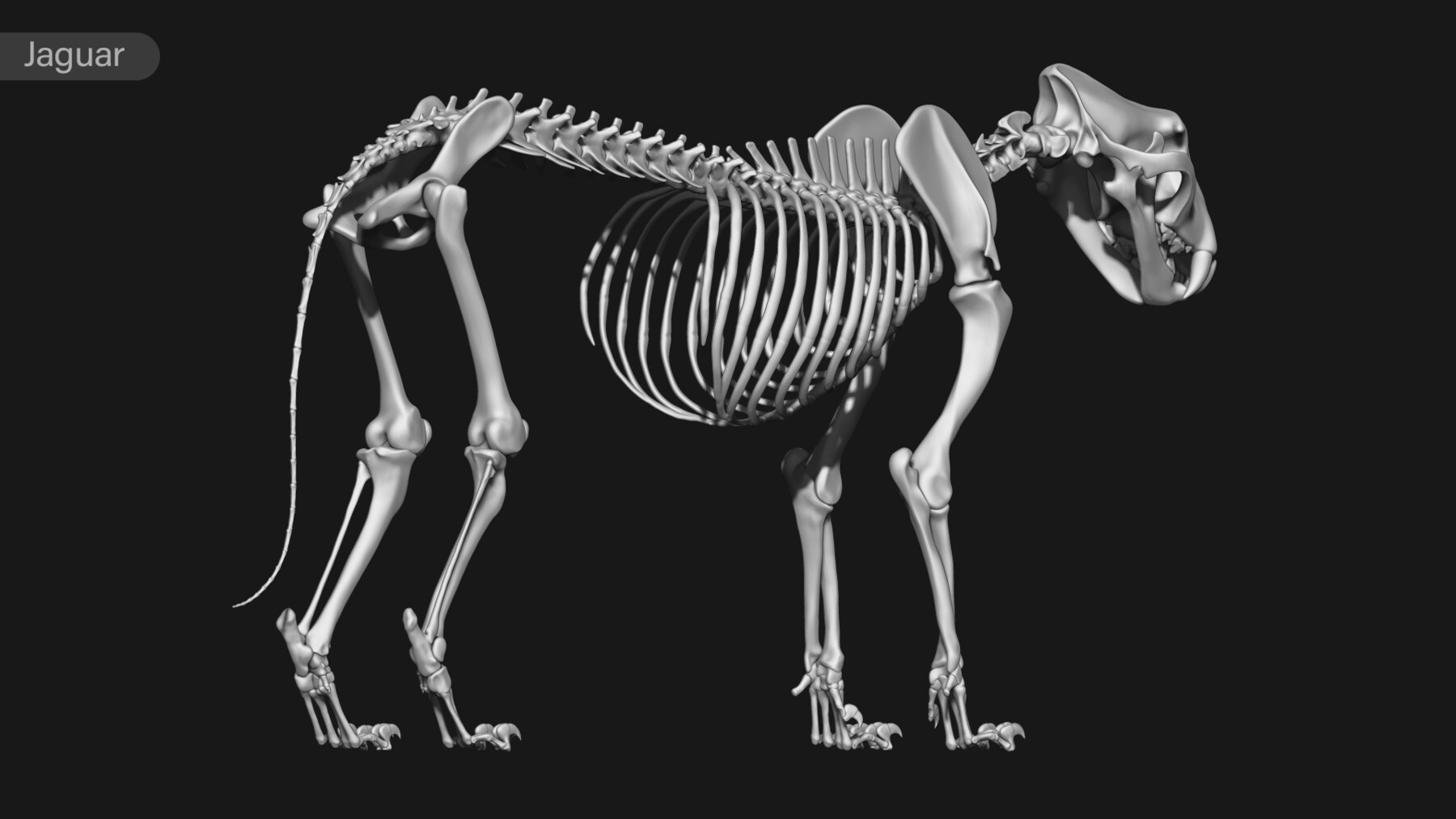 ArtStation - animal skeleton collection | Resources