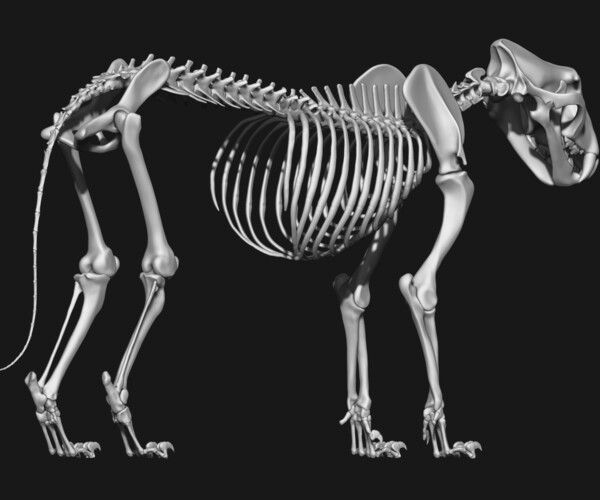 ArtStation - animal skeleton collection | Resources