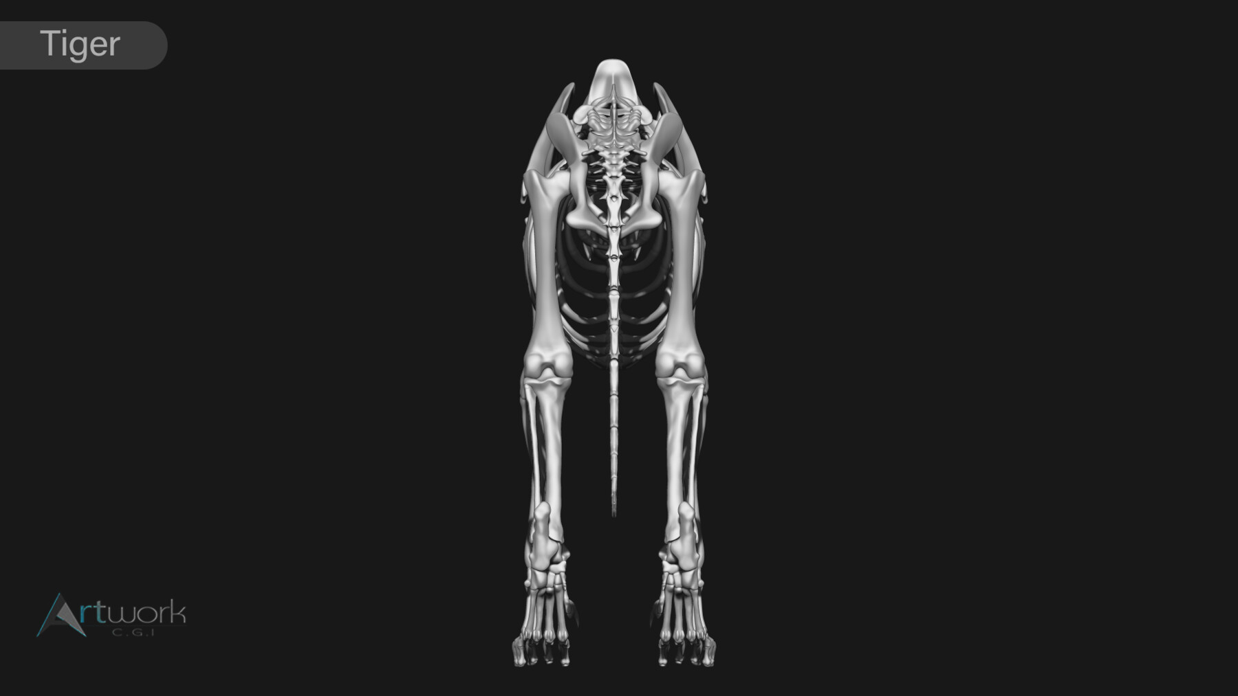 ArtStation - animal skeleton collection | Resources