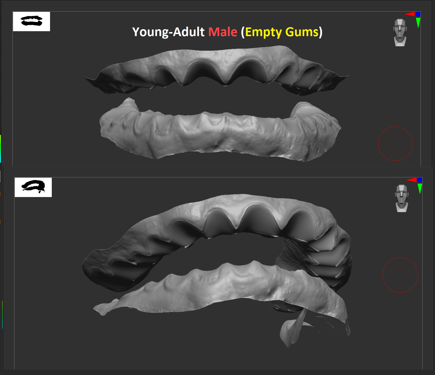 ArtStation - Dentist-Grade Human Teeth Scans - (Young-Adult Male ...
