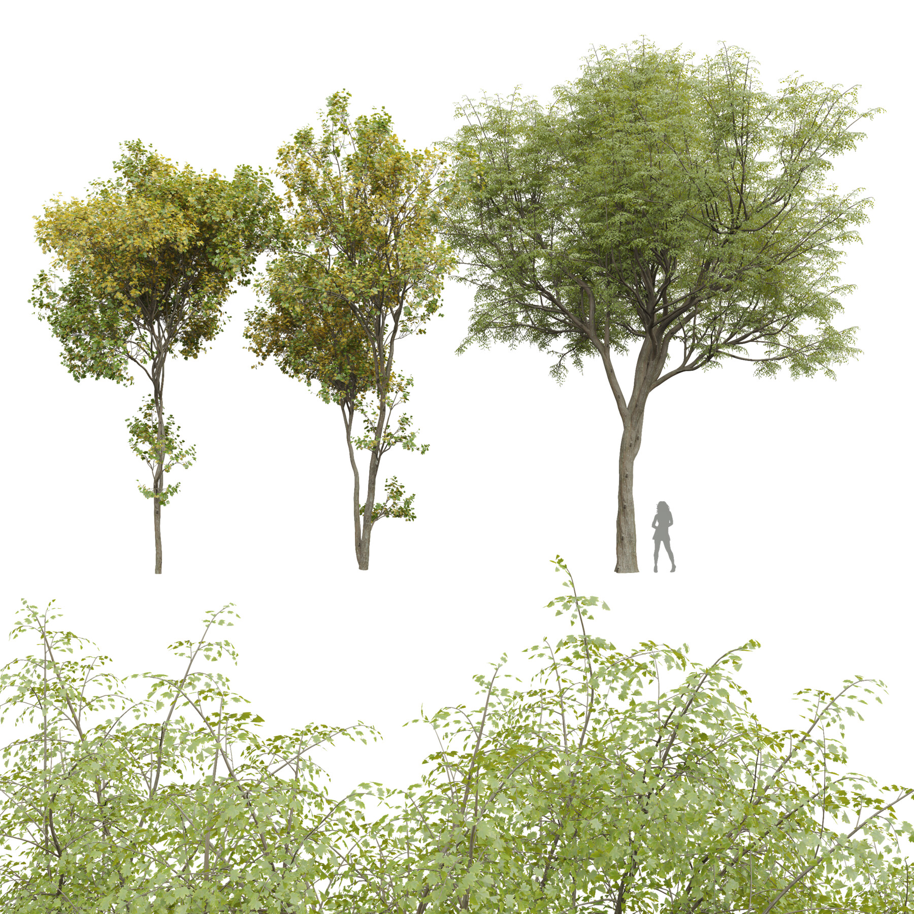 ArtStation - New Plant Real Tree Acer Saccharinum Summer-Fall Quercus ...