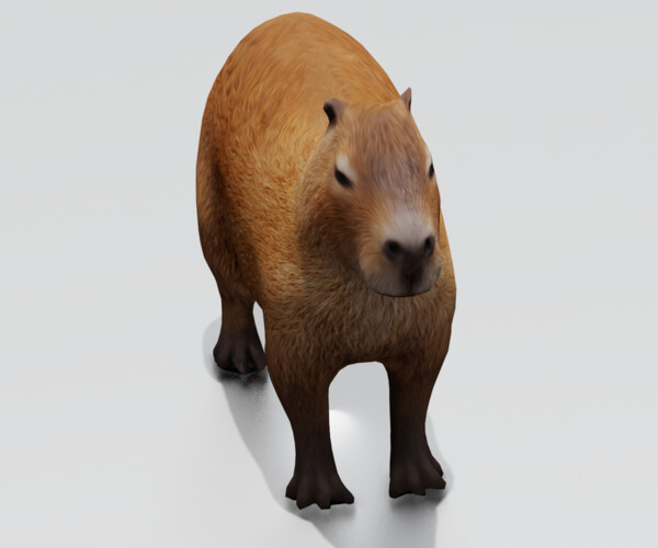 ArtStation - capybara 3d model | Game Assets