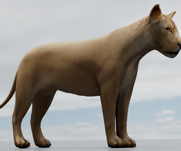 ArtStation - Wild Lioness 3 d model | Game Assets