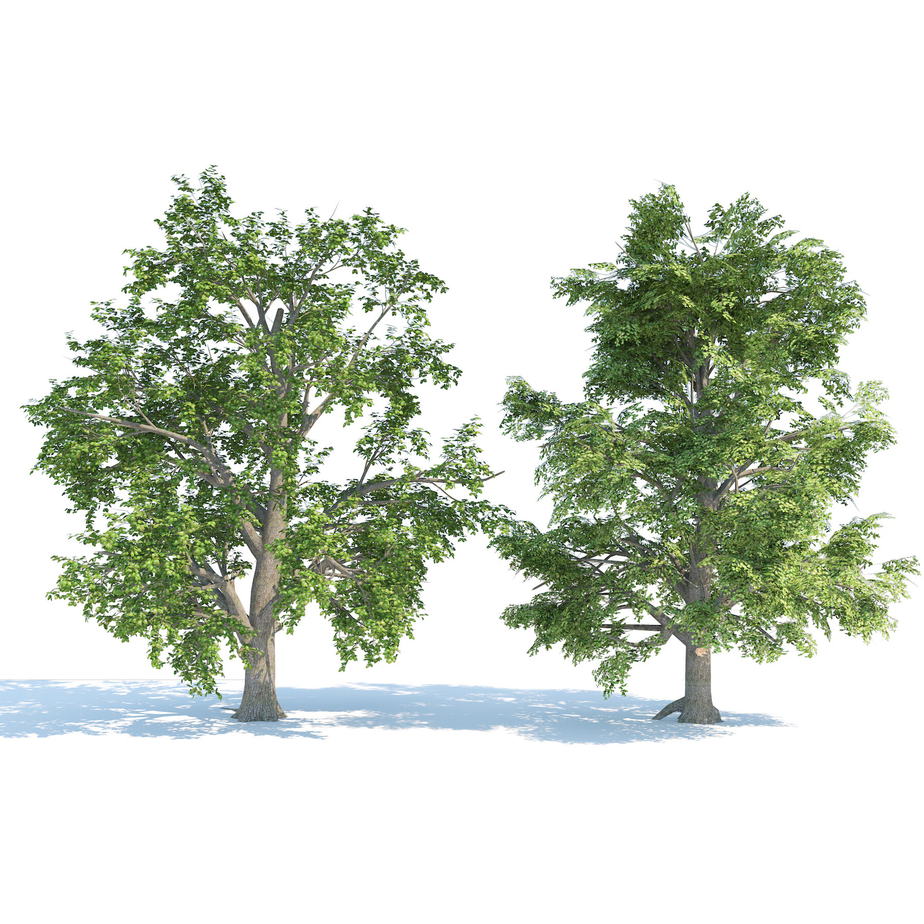 ArtStation - High and Low Poly Broadleaf Trees | Resources